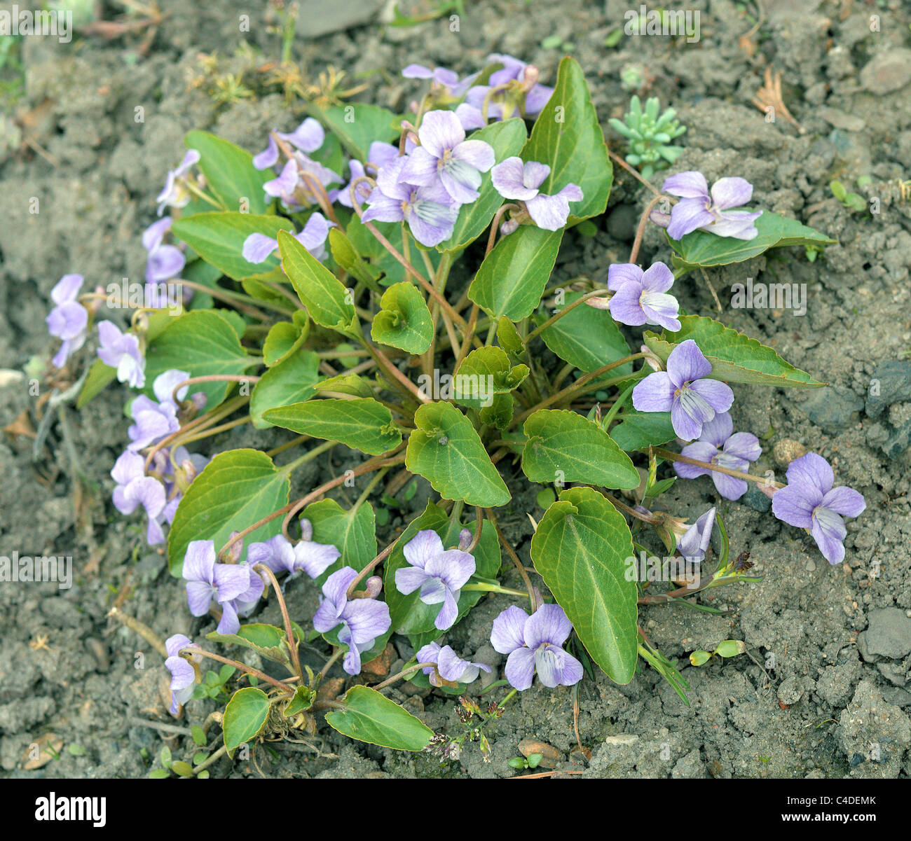 Viola jooi hi-res stock photography and images - Alamy