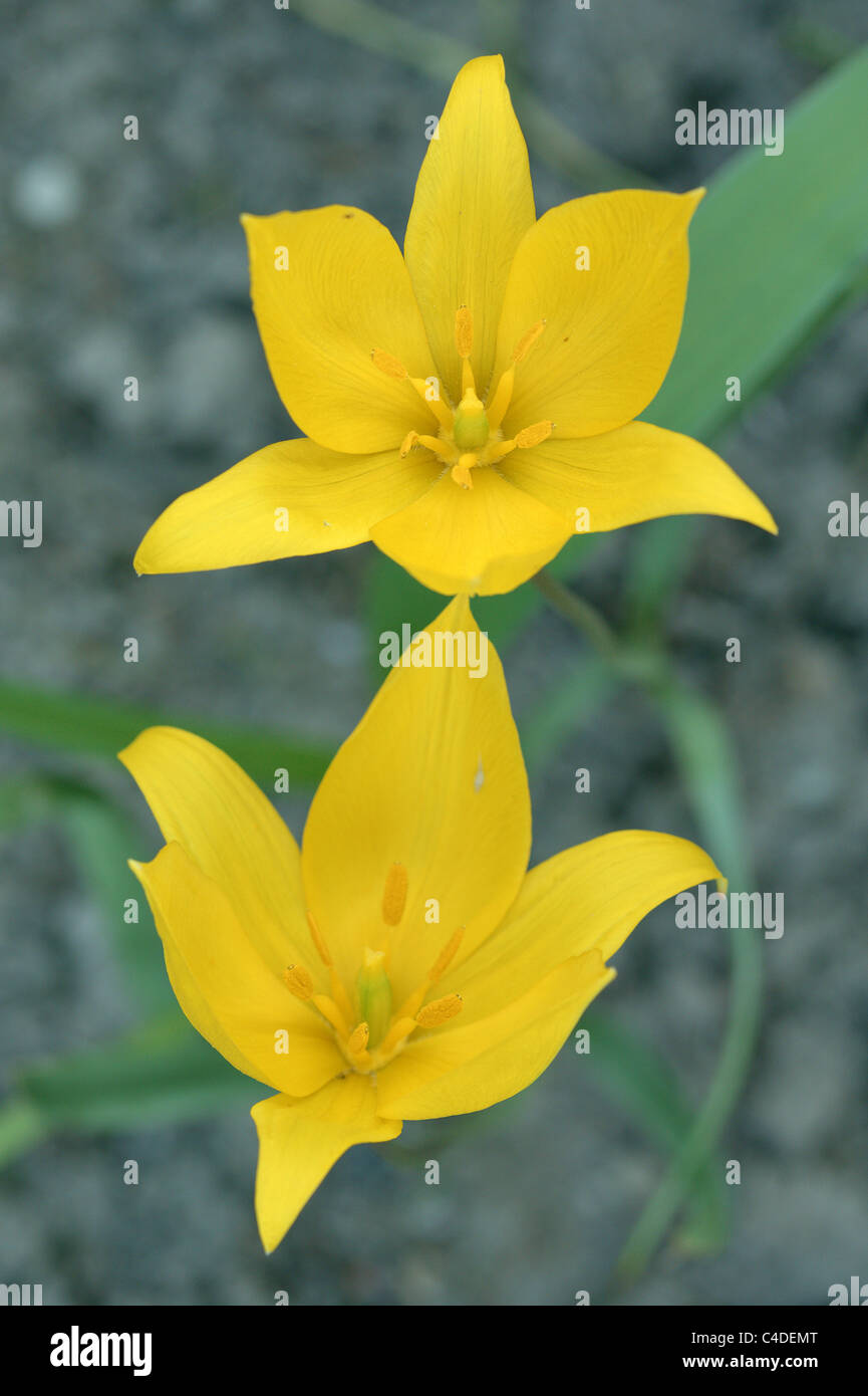 Tulipa sylvestris wild flowers hi-res stock photography and images - Alamy