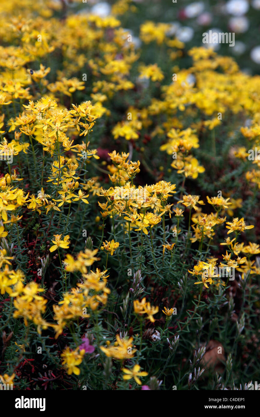 Empetrifolium High Resolution Stock Photography and Images - Alamy