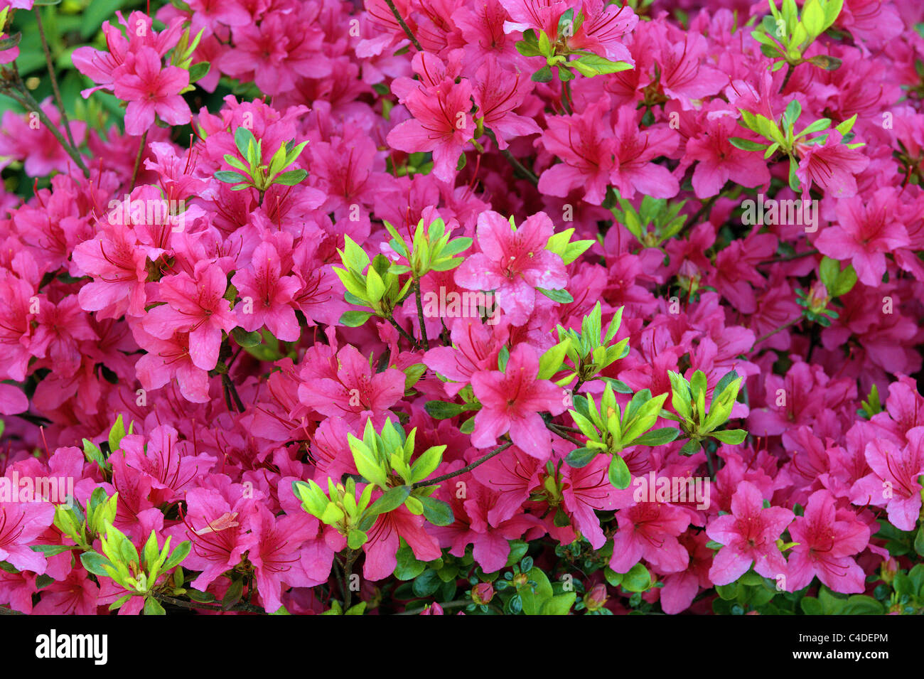 Pink azalea rhododendron blossom Stock Photo - Alamy