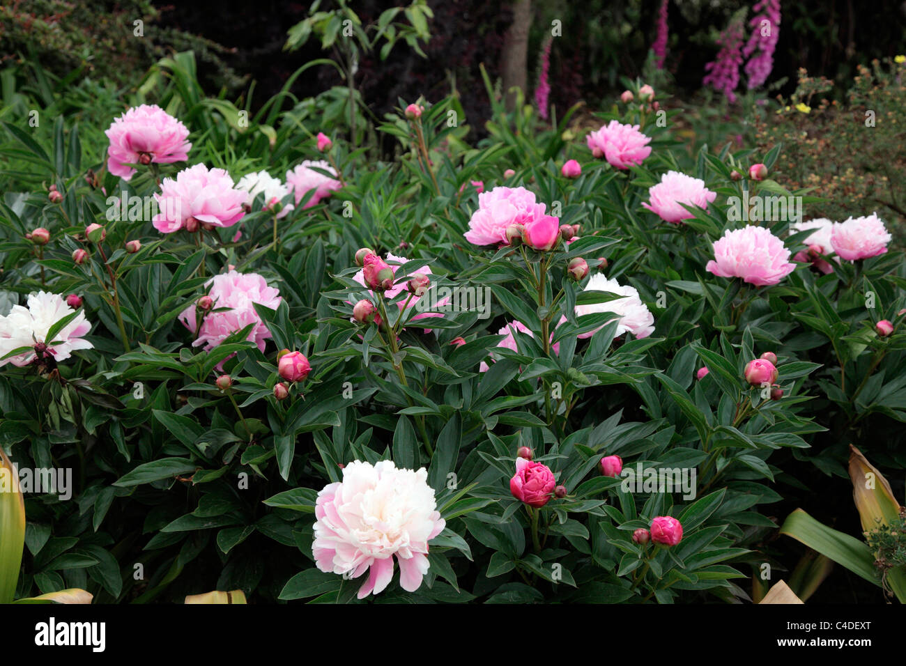 Paeony lactiflora hi-res stock photography and images - Alamy