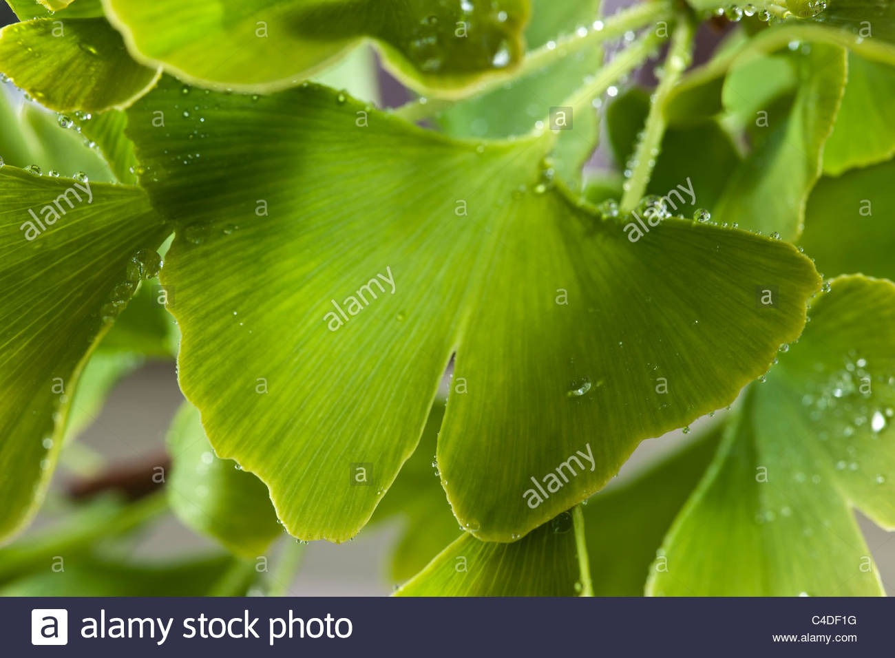Ginkgo Maidenhair Tree Ginkgo Biloba Stock Photos & Ginkgo Maidenhair ...