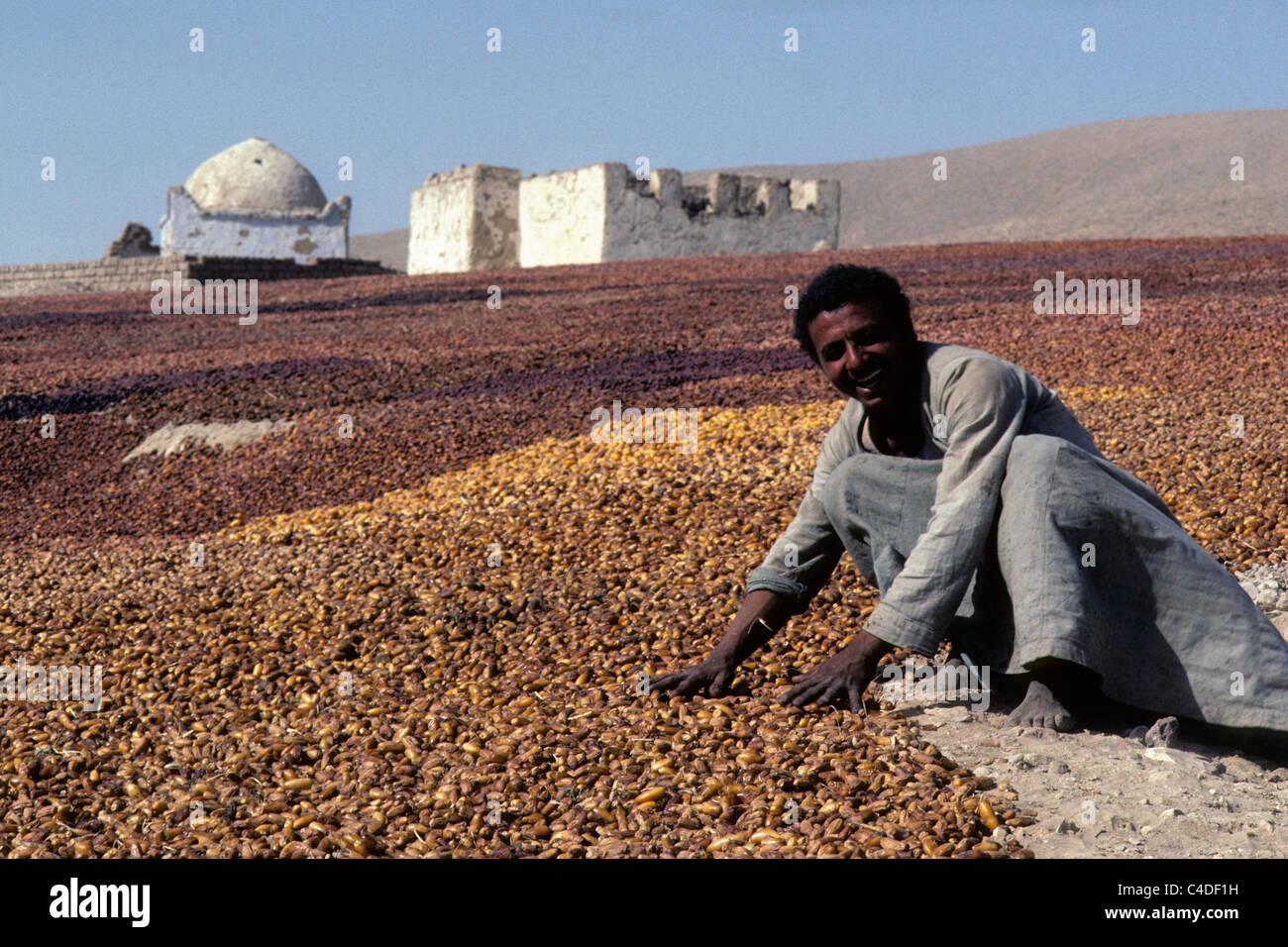 Wall-to-wall Dates. Egyptian farmer drying his dates in the desert near ...