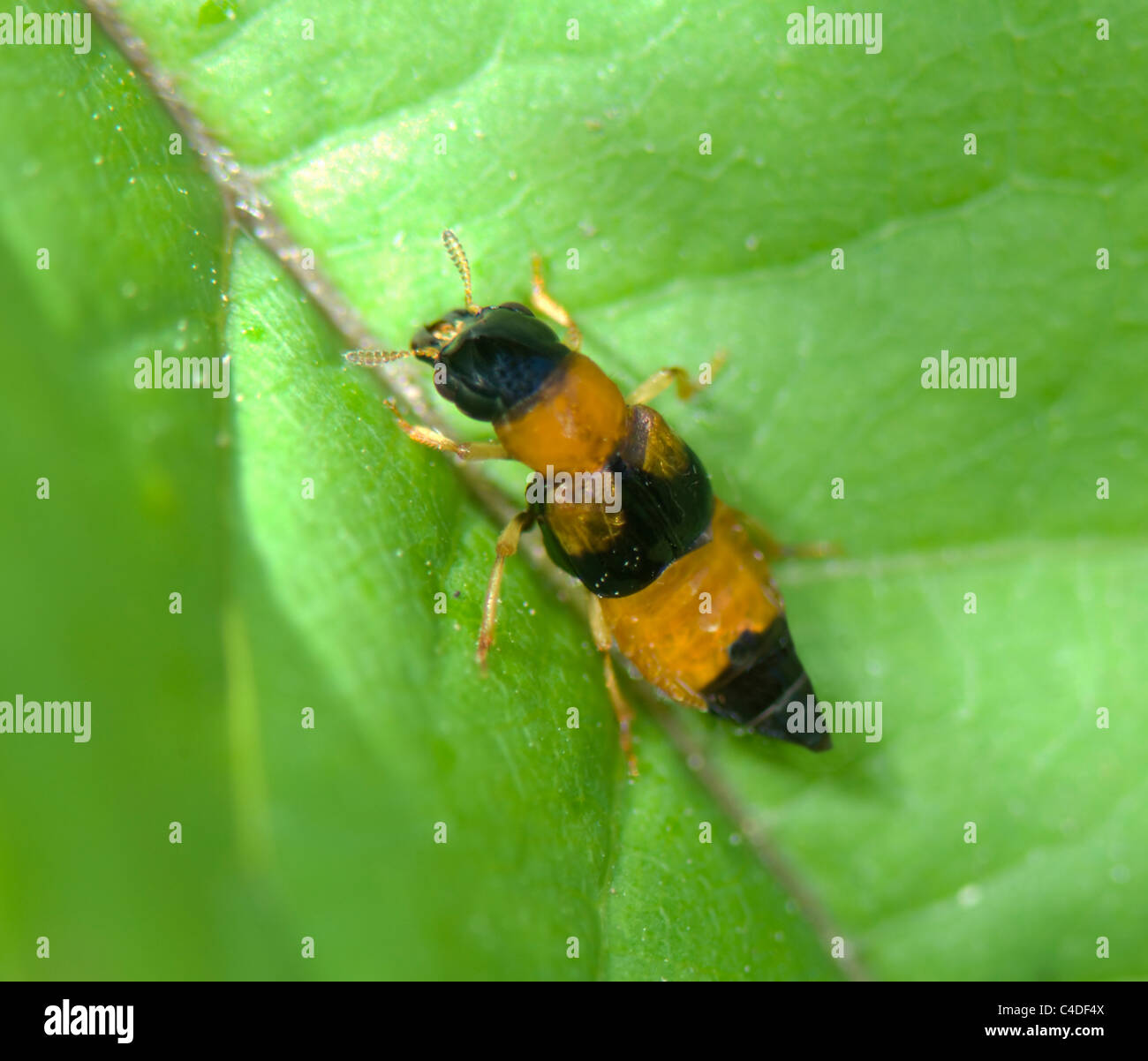 Rove Beetle High Resolution Stock Photography and Images - Alamy