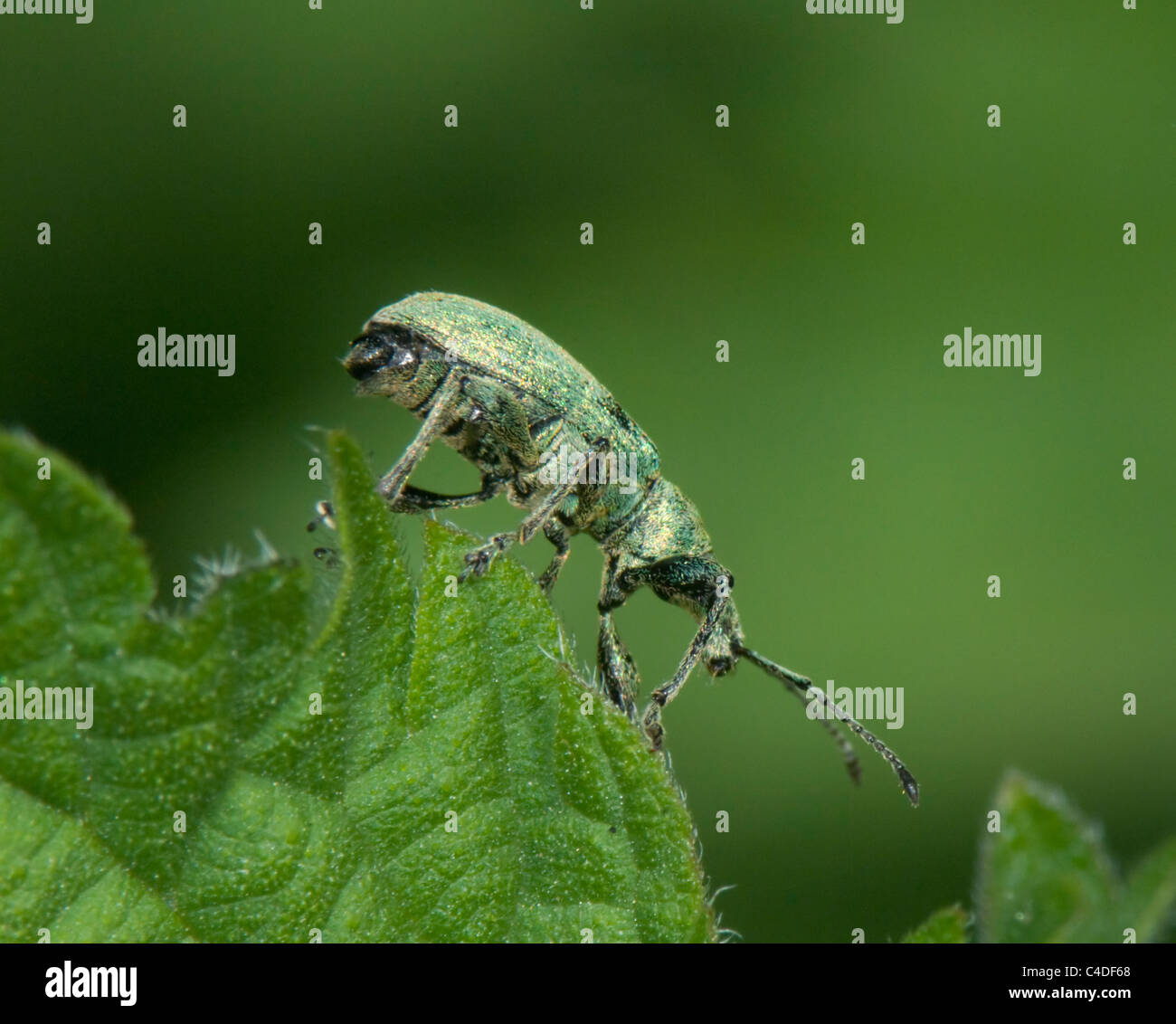 Polydrusus hi-res stock photography and images - Alamy