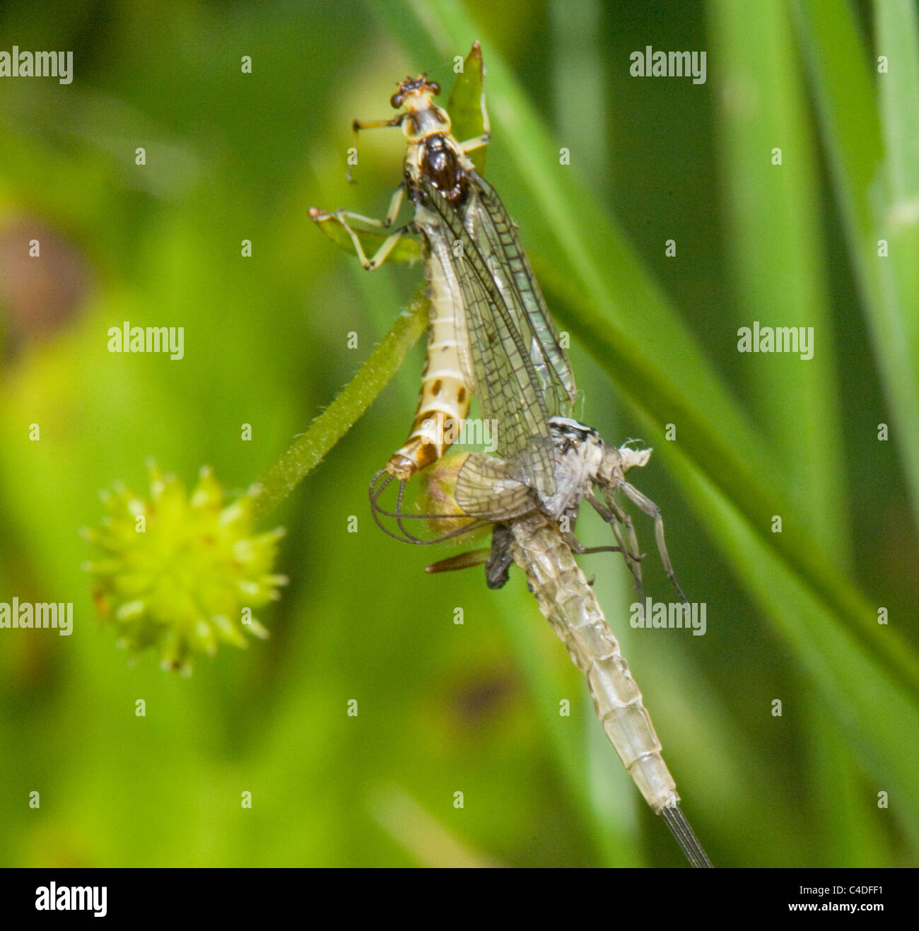 Burrowing Mayfly Emerging (Ephemera danica), France Stock Photo - Alamy