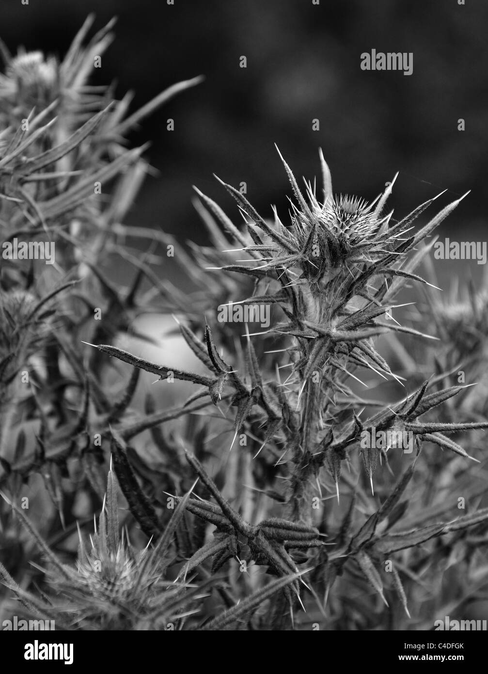 English thistle hi-res stock photography and images - Alamy
