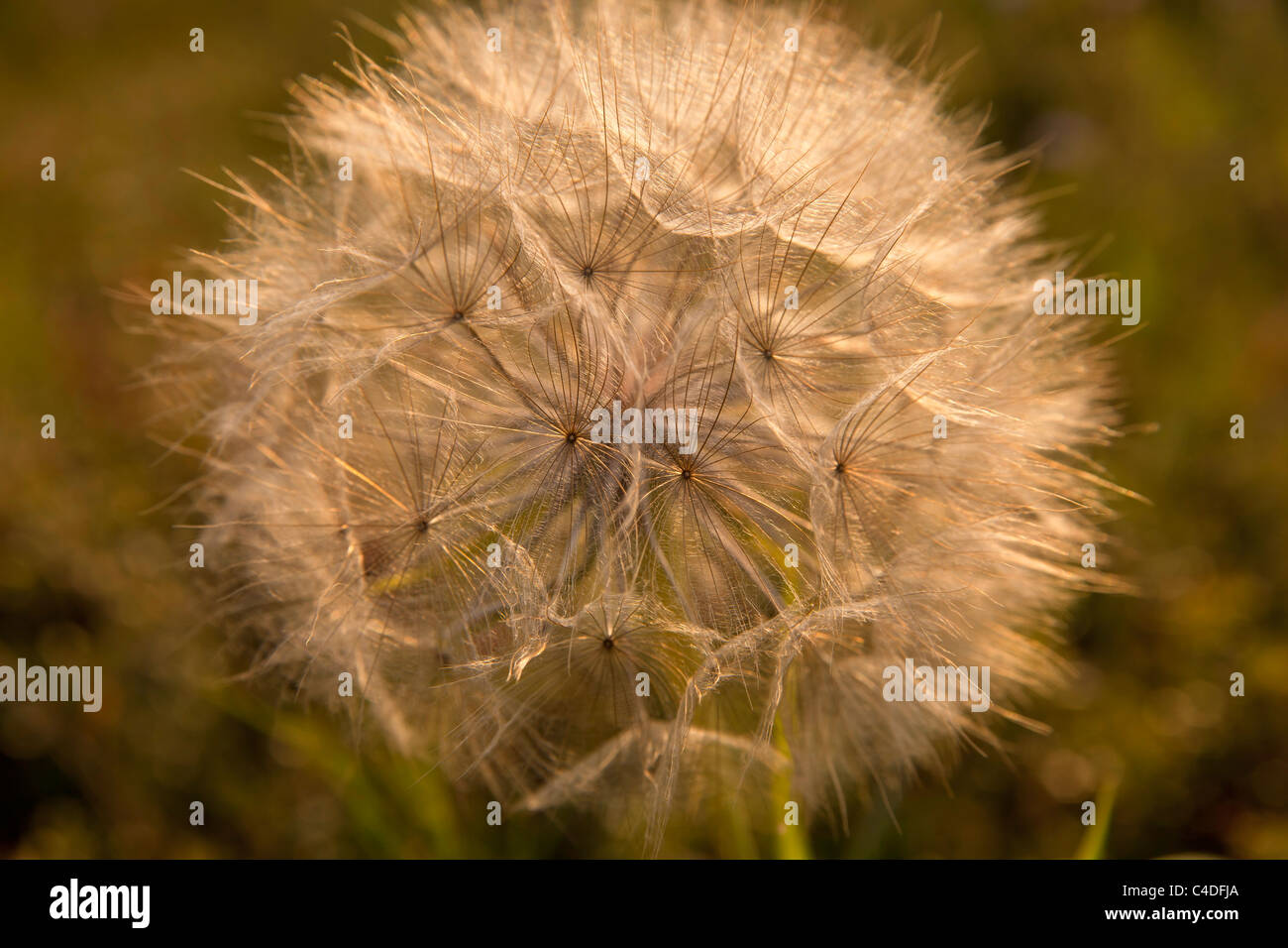 Dandelion in the Plain of Thessaly, Greece Stock Photo - Alamy