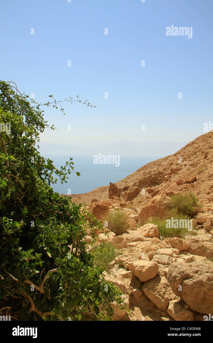 Mustard tree hi-res stock photography and images - Alamy