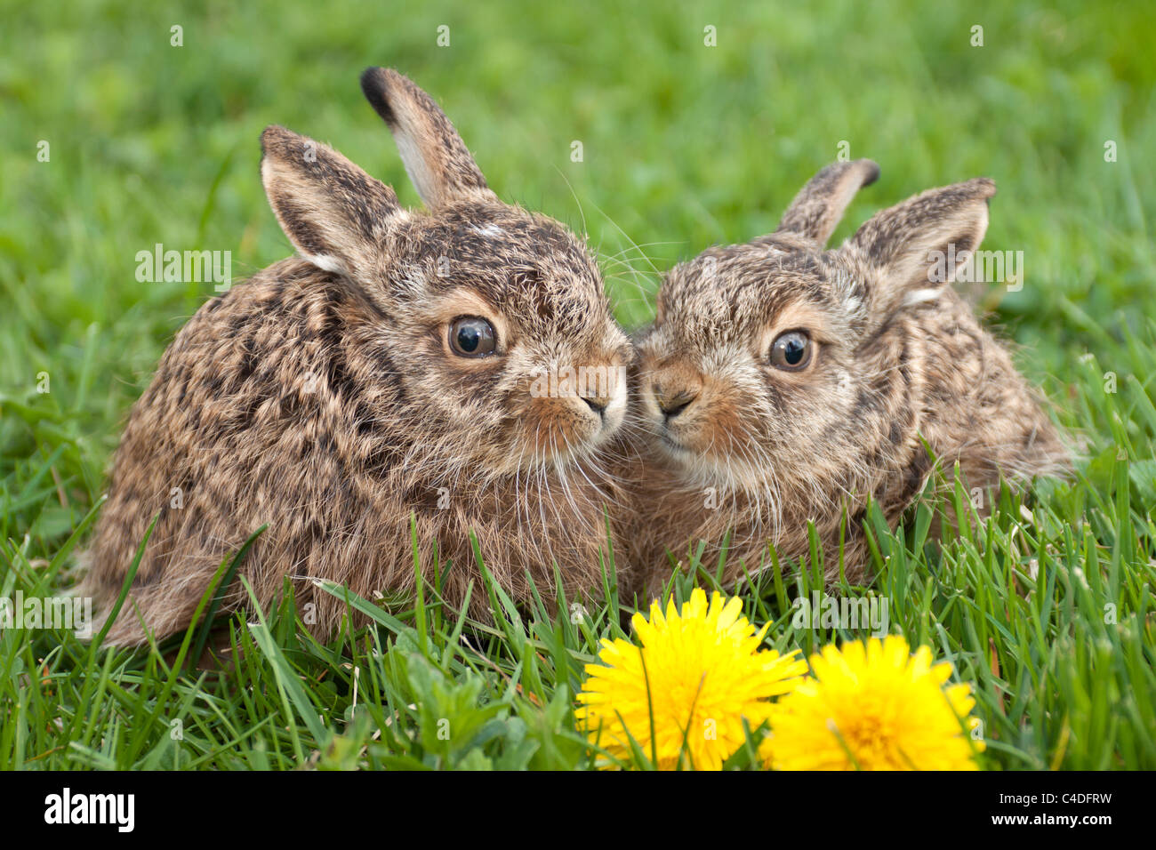 Hares eating grass hi-res stock photography and images - Alamy