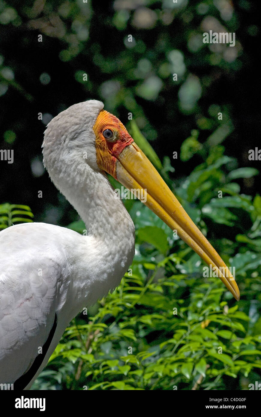 Milky stork hi-res stock photography and images - Alamy