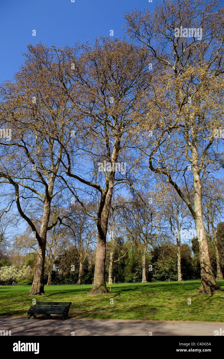 trees at the hyde park in london, uk Stock Photo - Alamy