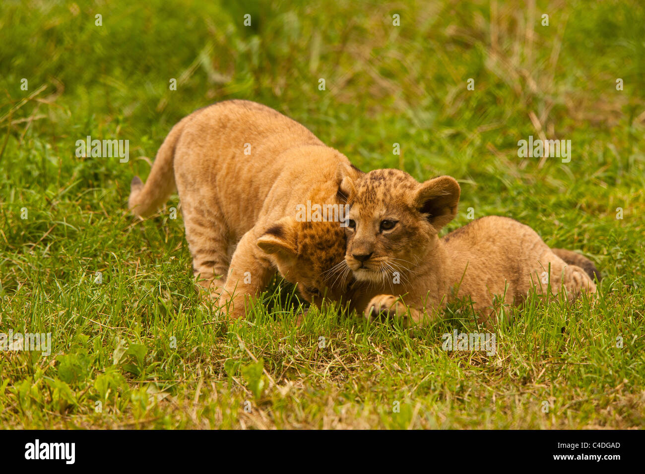 Two Baby Barbary Lion Cubs Playing Together (Panthera Leo leo Stock ...