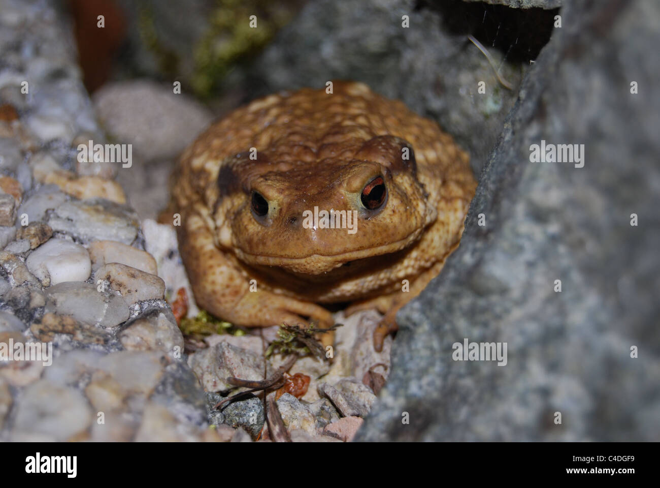 Toad at night hi-res stock photography and images - Alamy