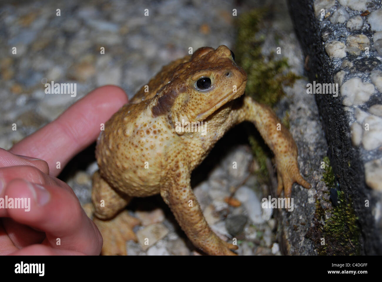 Itched hi-res stock photography and images - Alamy