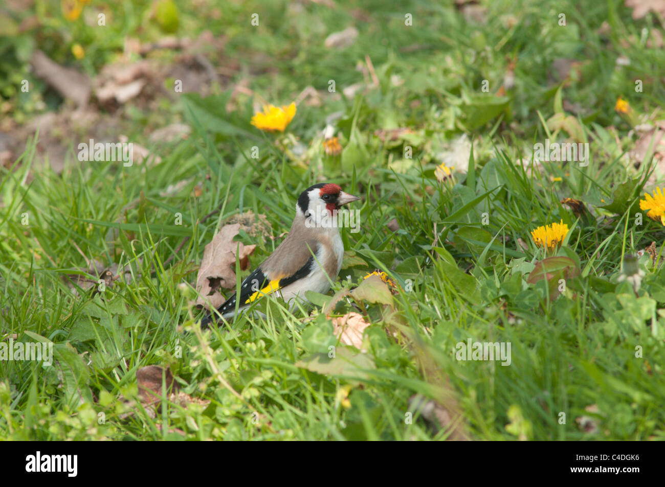 Goldfinch red face hi-res stock photography and images - Alamy