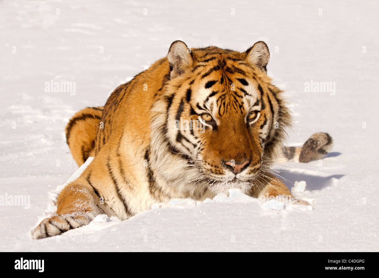 Siberian Tiger, Panthera Tigris Altaica in the snow Stock Photo - Alamy