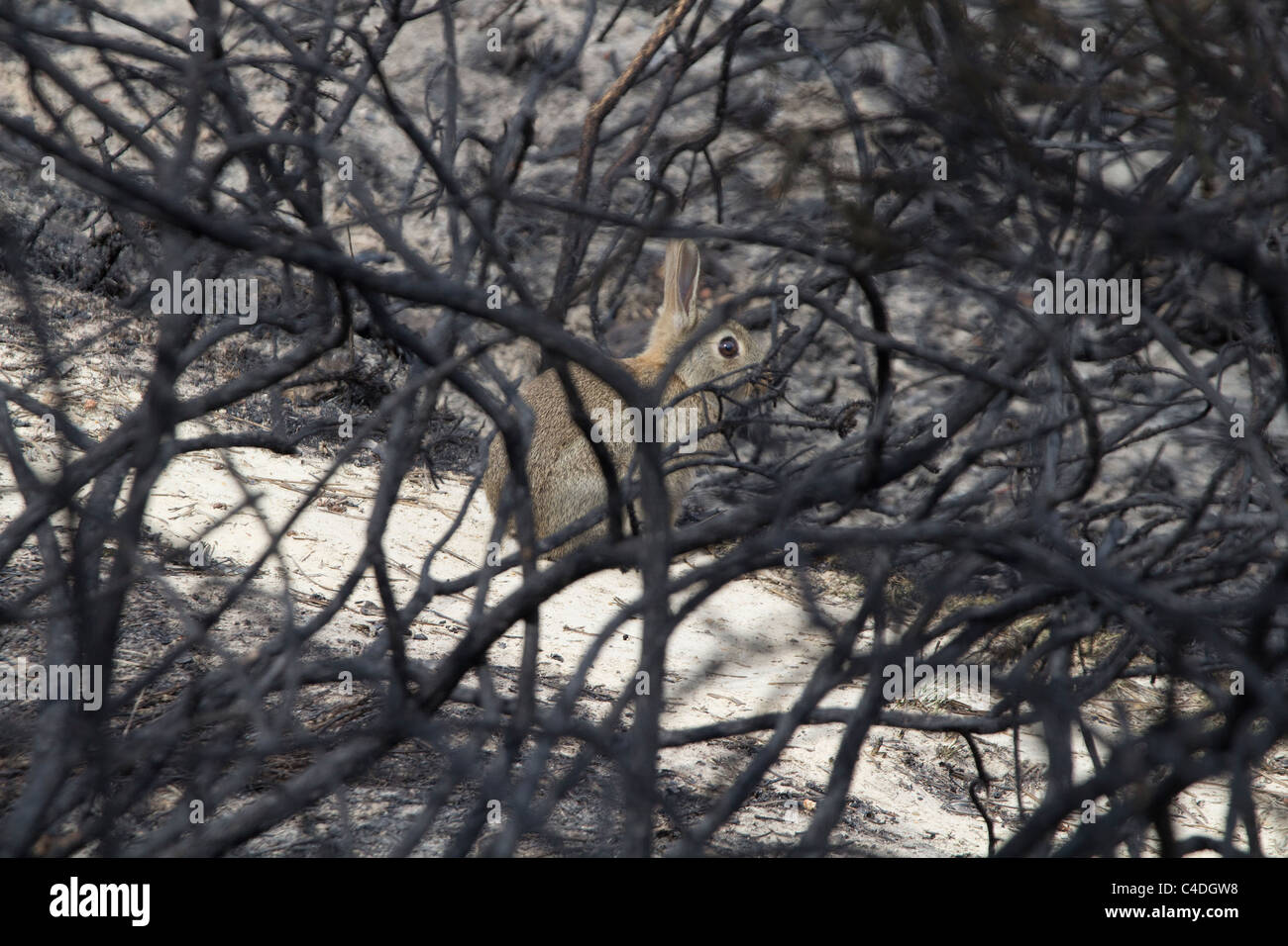 Aftermath of the Upton Heath fire. Poole, Dorset, UK Stock Photo - Alamy