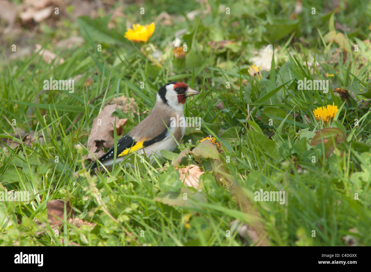 Do Birds Eat Dandelions
