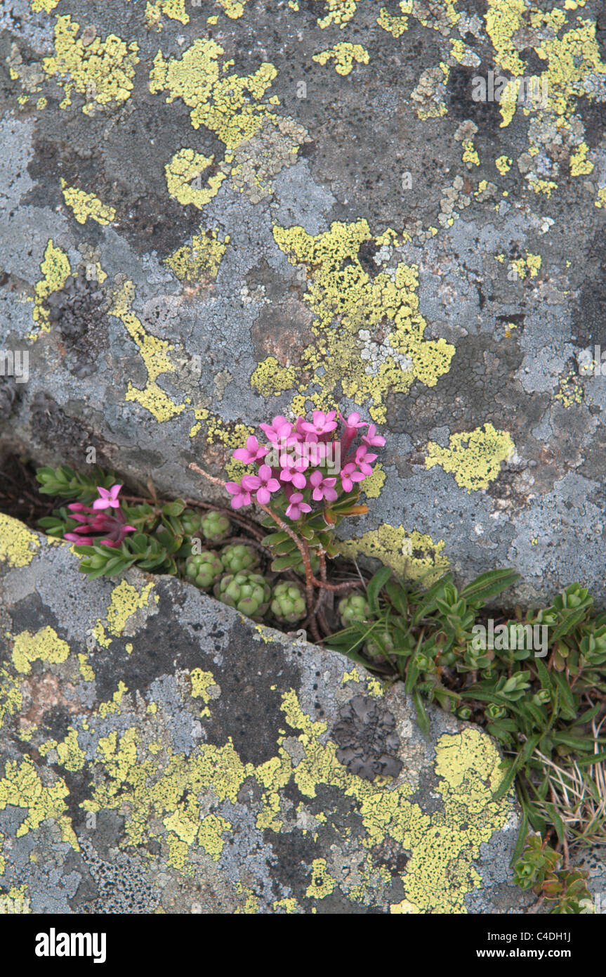 Garland flower. Daphne cneorum. Le Cirque de Troumouse . Park National ...