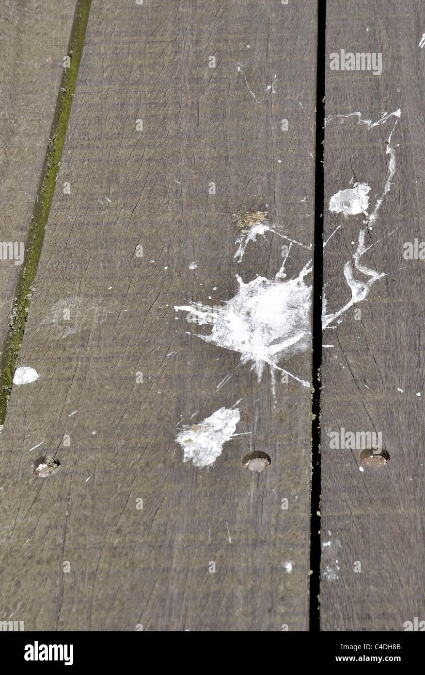 Bird poo hi-res stock photography and images - Alamy