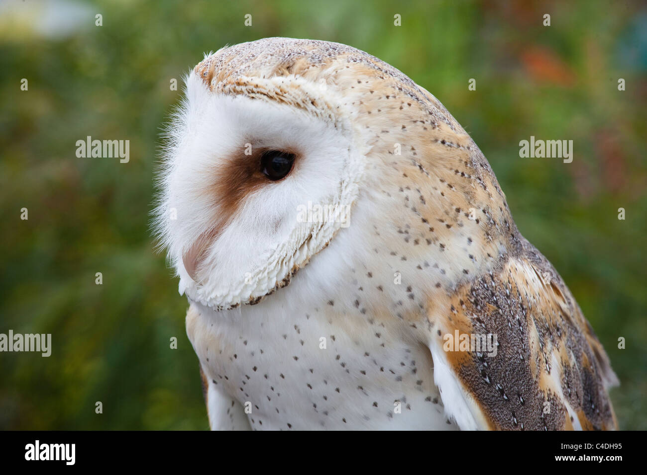 head and shoulders of a common barn owl Stock Photo - Alamy