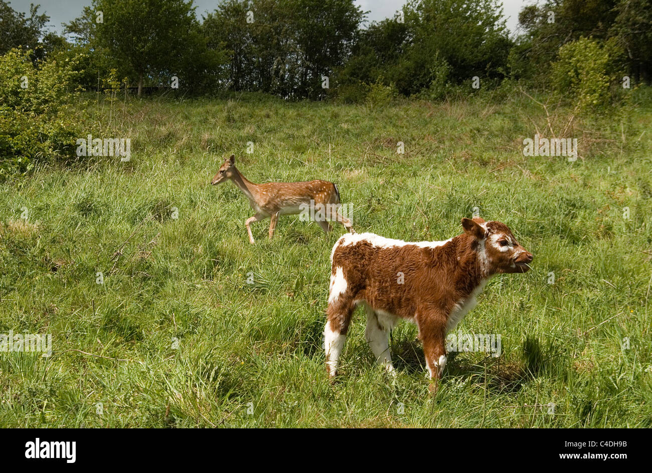 A British Longhorn calf and female Fallow deer on a Nature Reserve in ...