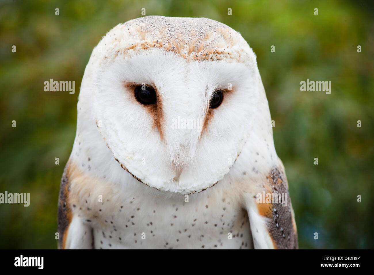 Barn owl head hi-res stock photography and images - Alamy