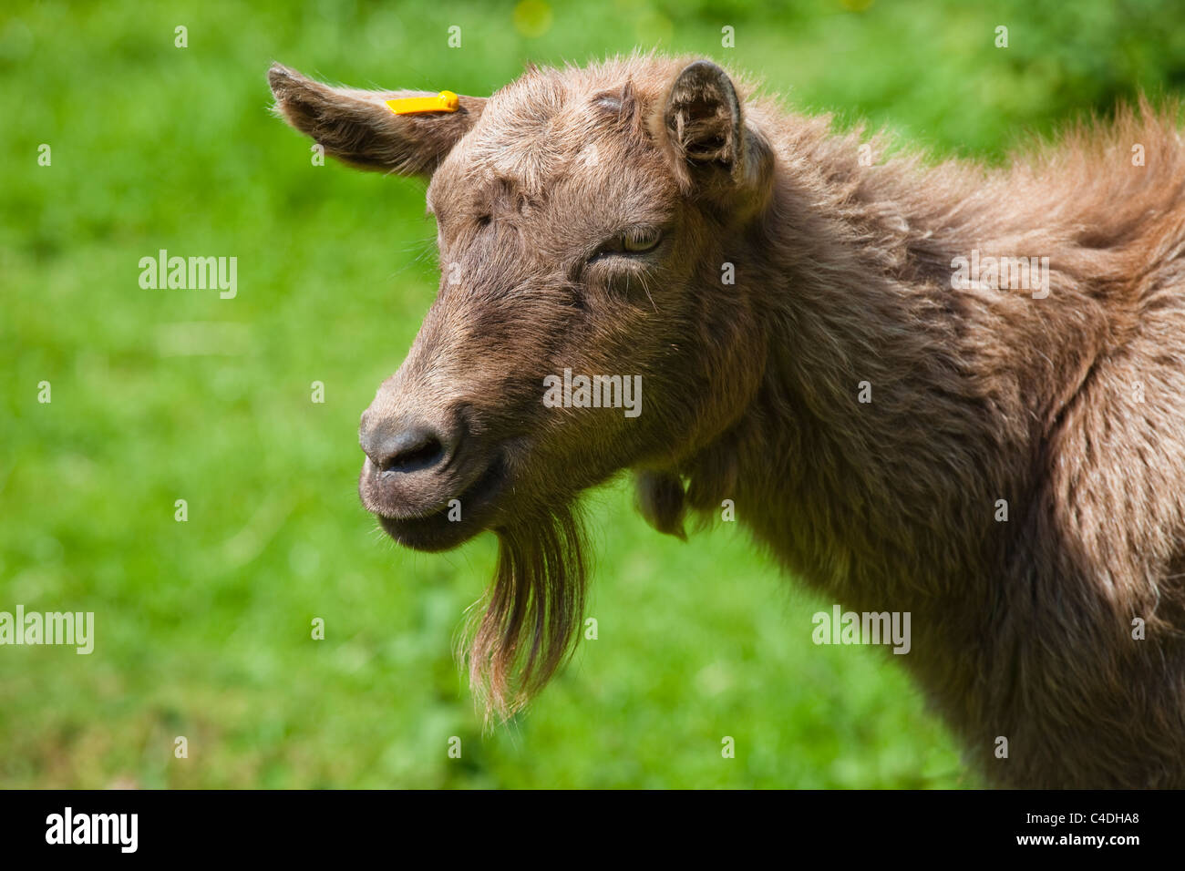 Goat, Scotland, UK, Great Britain Stock Photo - Alamy