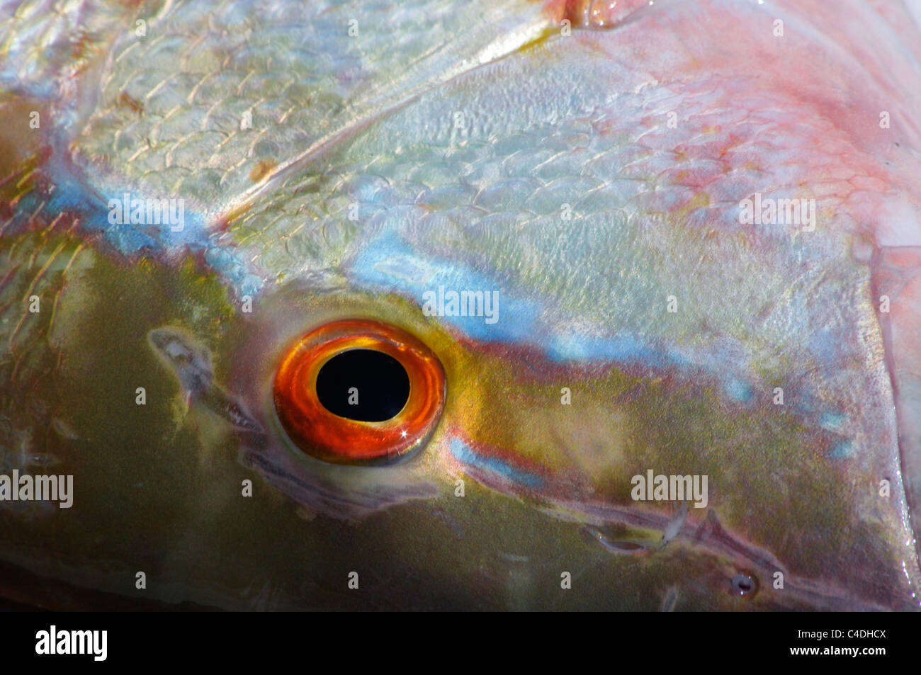 Fish eye hi-res stock photography and images - Alamy