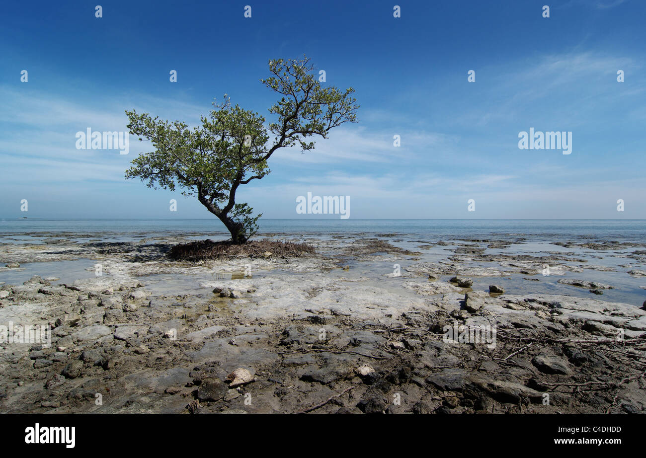A lone tree rises up from a coral reef in ocean Stock Photo - Alamy