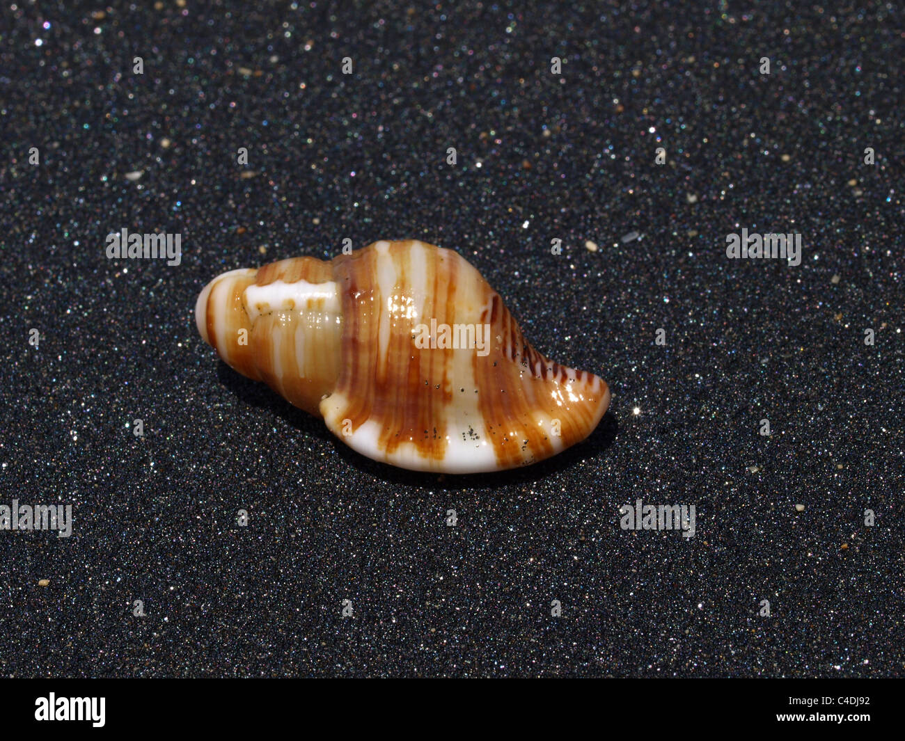 Black sand with an orange seashell on the beach at Woodford Hill ...