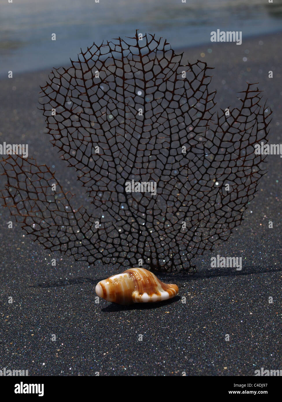 Orange seashell with a black sea fan (Alcyonacea), on black sand, at ...