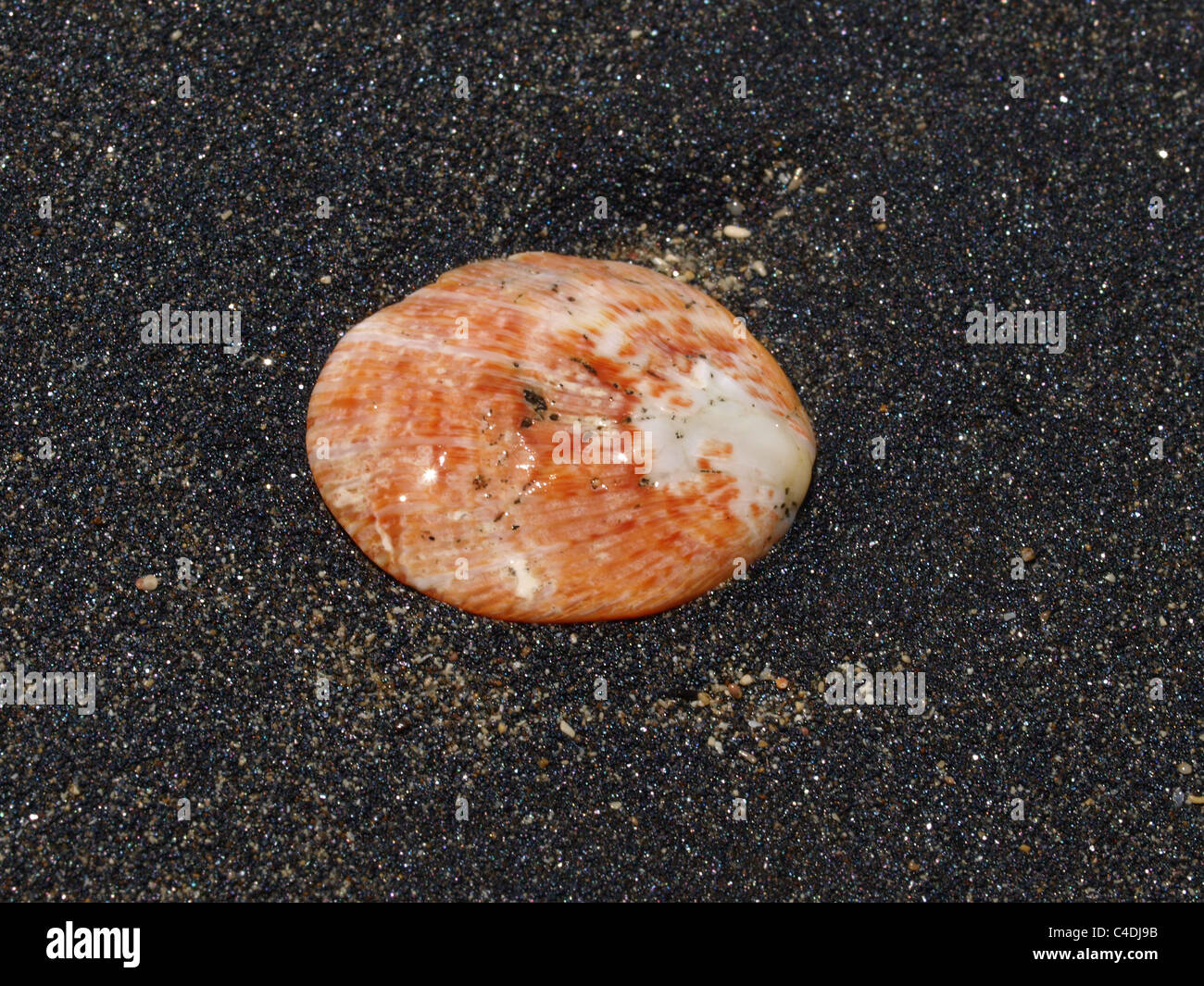 An orange seashell on the black sand of Woodford Hill beach in the ...