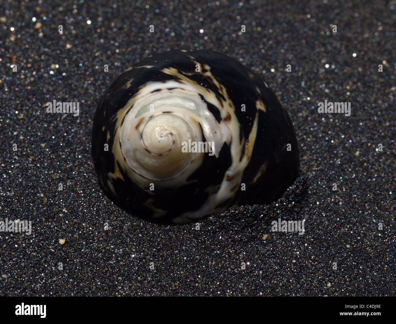 Pica turbo hi-res stock photography and images - Alamy