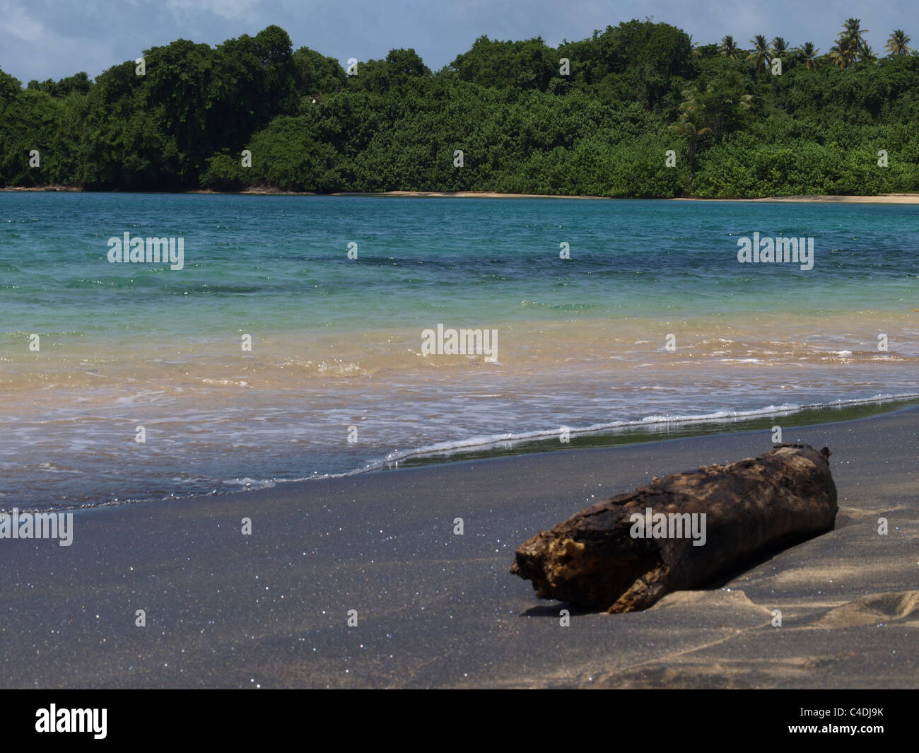 Shark-shaped log on the beach at Woodford Hill, Commonwealth of ...