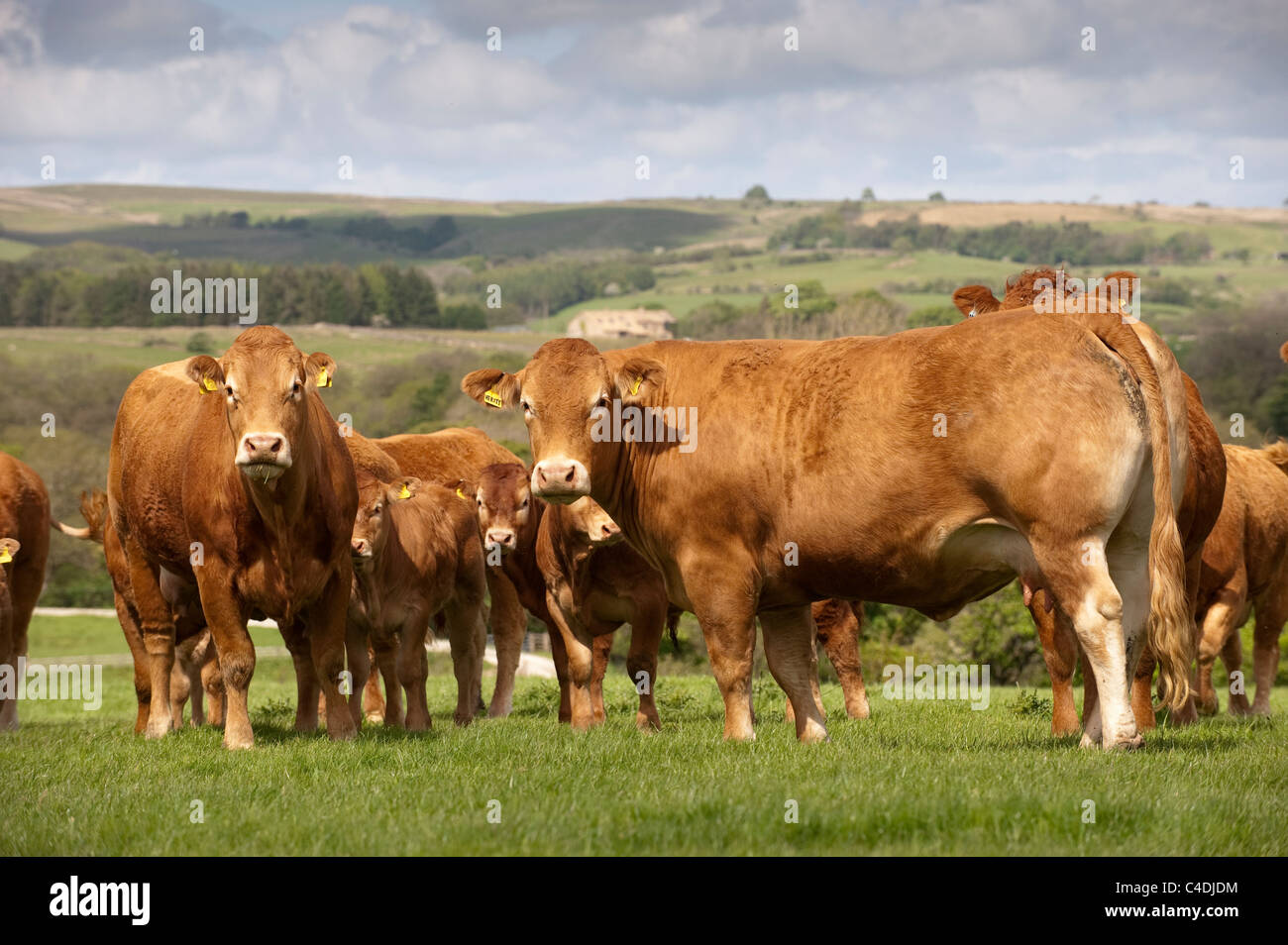 Herd of pedigree Limousin cattle in Lancashire countryside Stock Photo ...