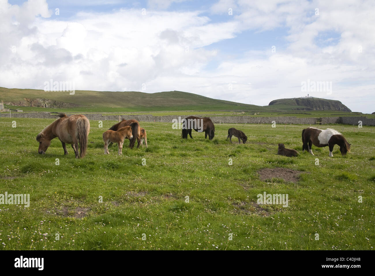 Mares and foals hi-res stock photography and images - Alamy
