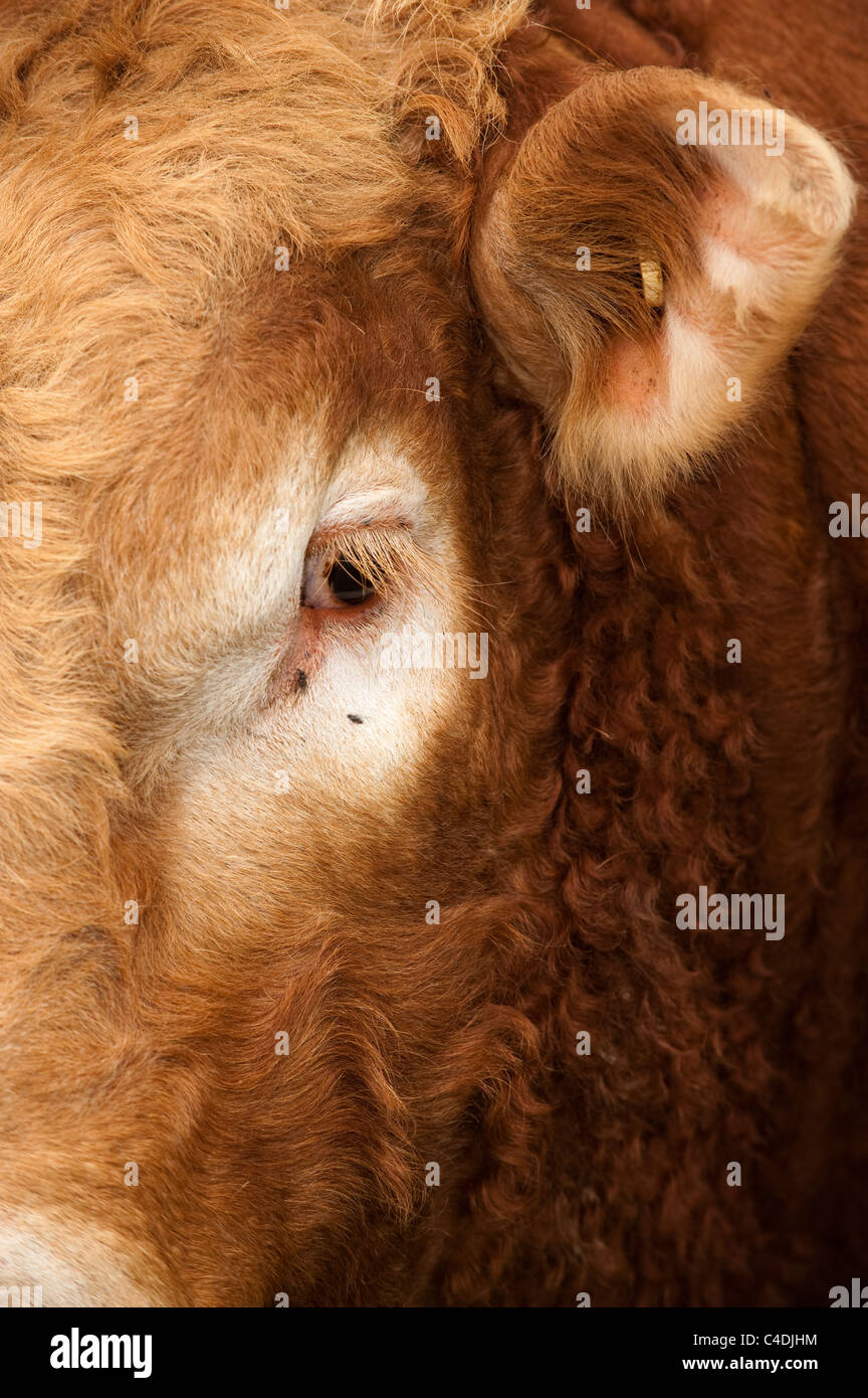 Limousin bulls head hi-res stock photography and images - Alamy