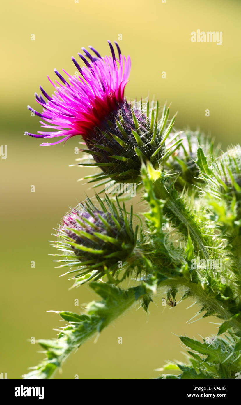 The purple flower of the Marsh Thistle (Cirsium palustre Stock Photo ...