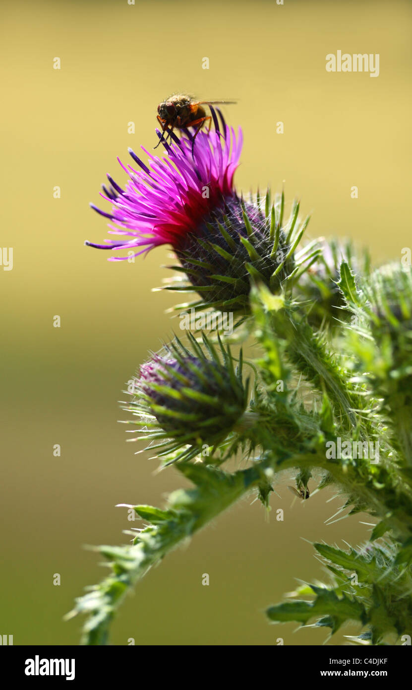 A nectar feeding flying insect leaves the purple flower of a Marsh ...