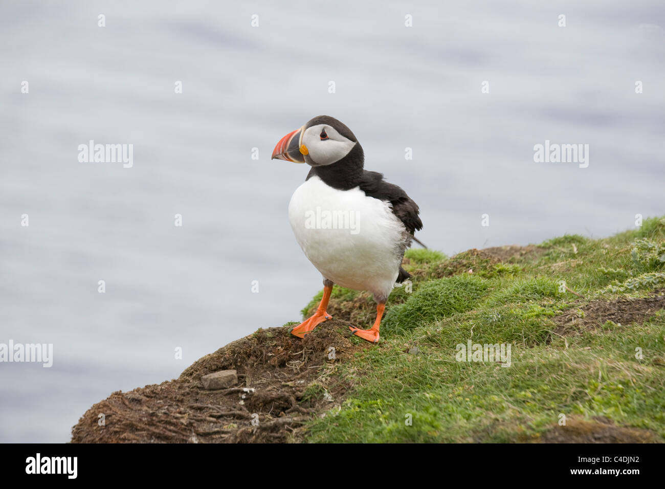Female Puffin