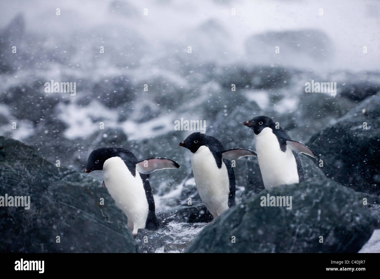 Antarctic Blizzard High Resolution Stock Photography and Images - Alamy