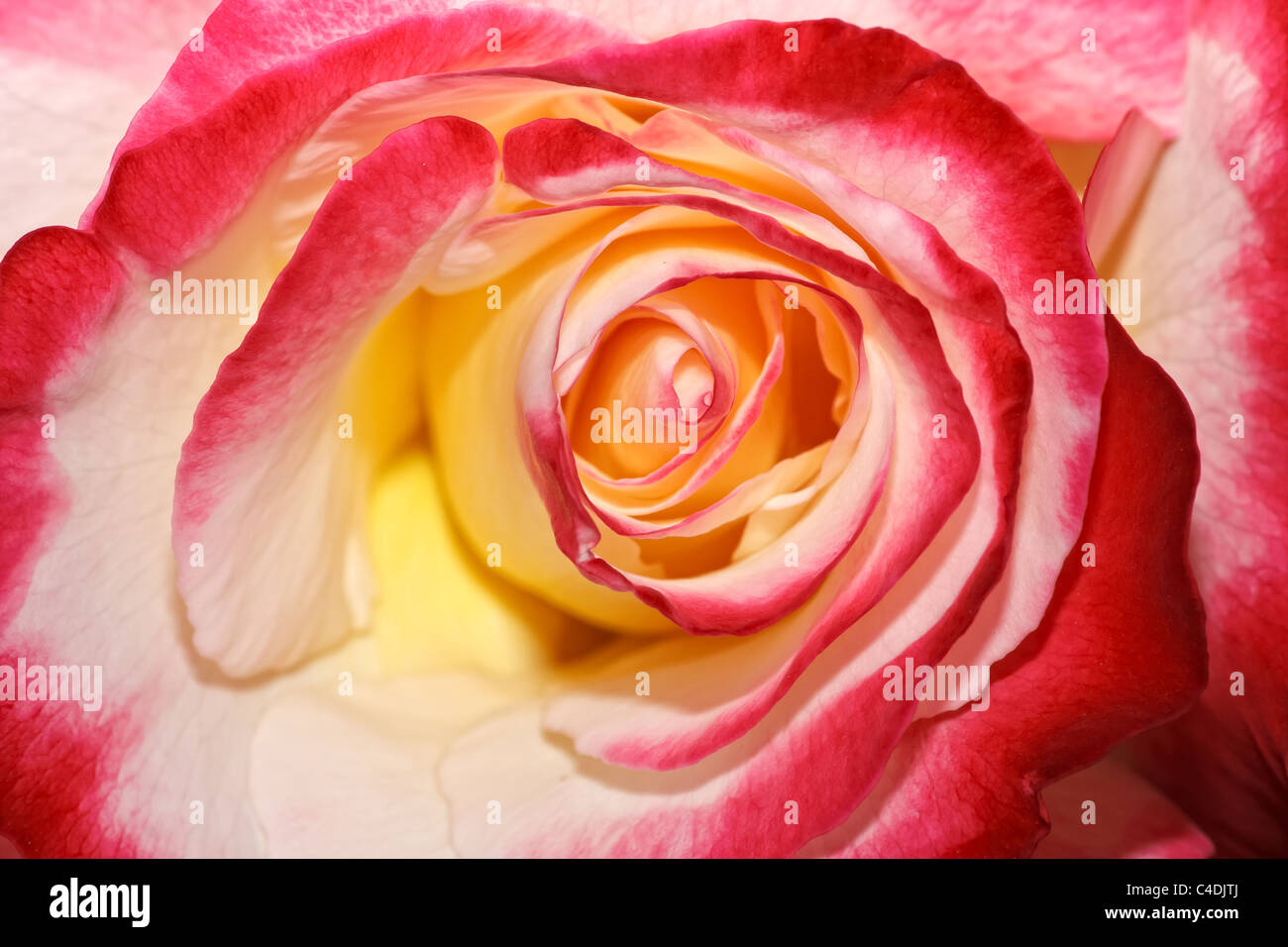 Big white rose hi-res stock photography and images - Alamy