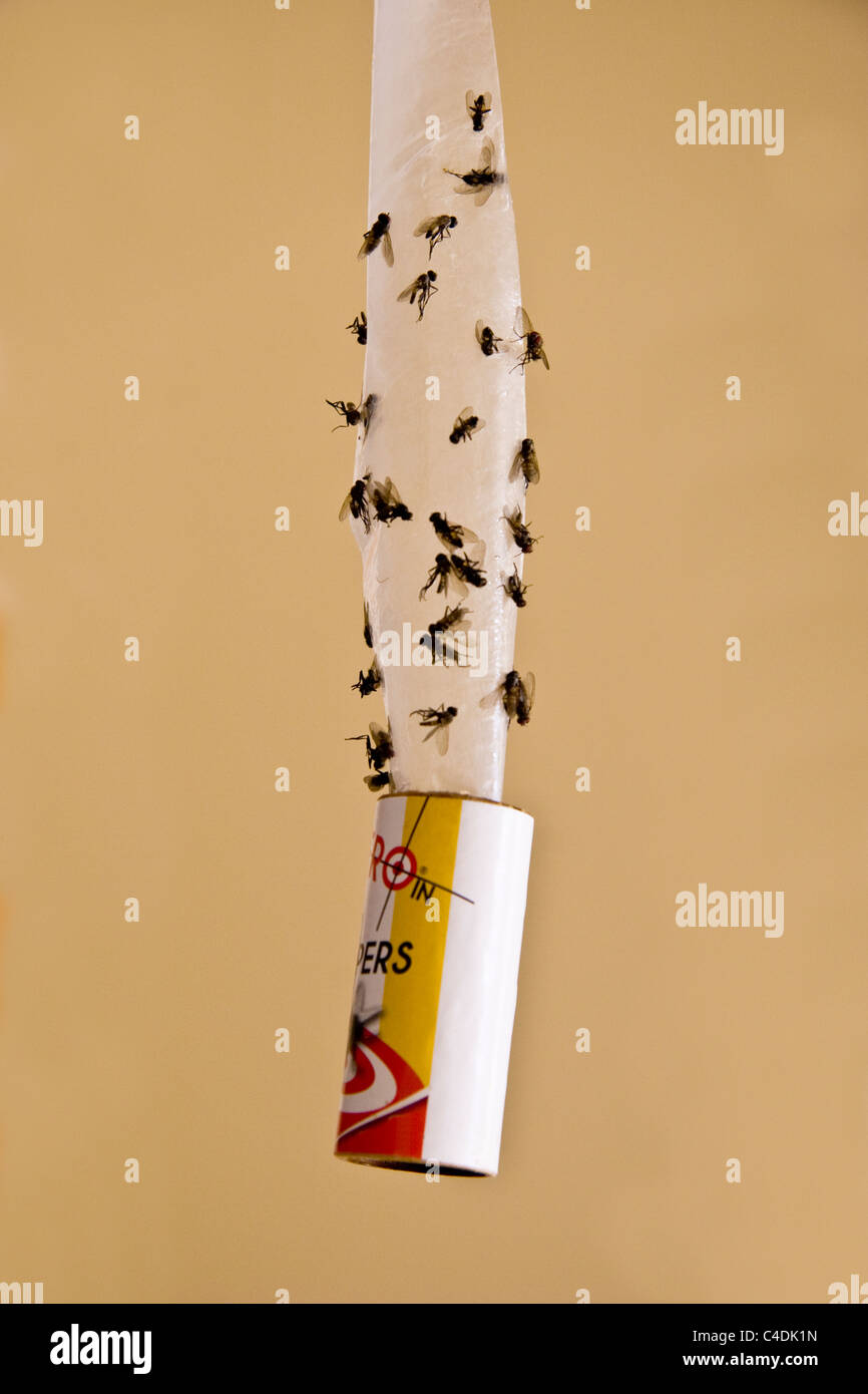 Fly stuck to paper hi-res stock photography and images - Alamy