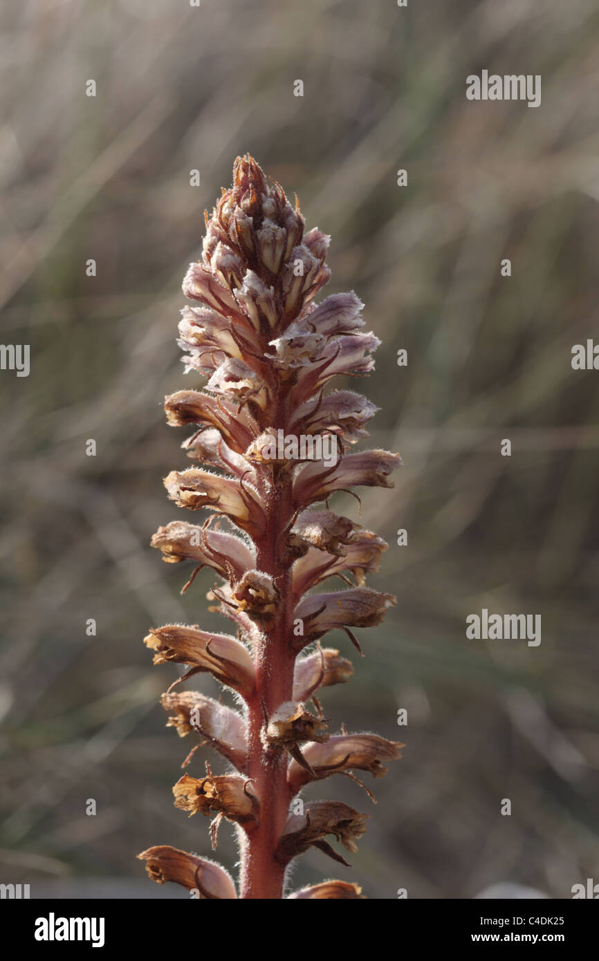 Common broomrape Orobanche minor Stock Photo - Alamy