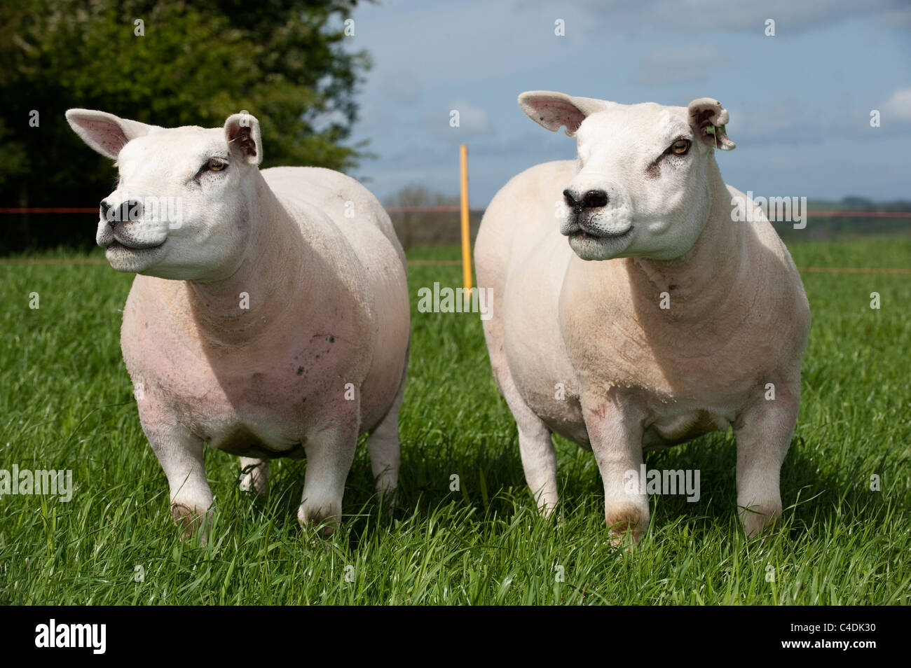 Pedigree texel sheep hi-res stock photography and images - Alamy