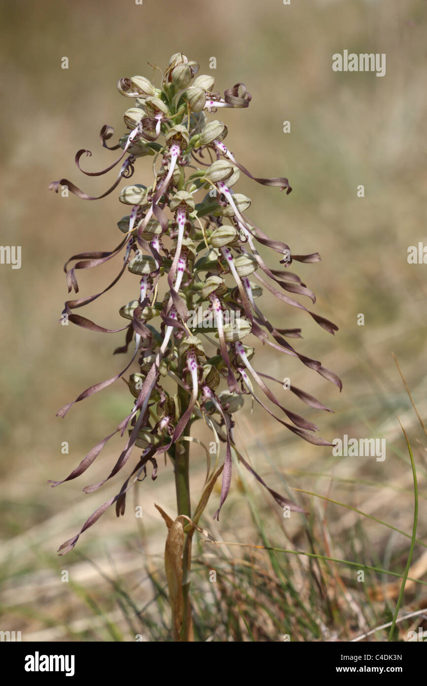 Lizard orchids hi-res stock photography and images - Alamy