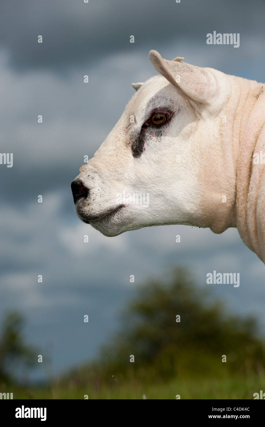 Newly clipped pedigree Texel ram in pasture Stock Photo - Alamy