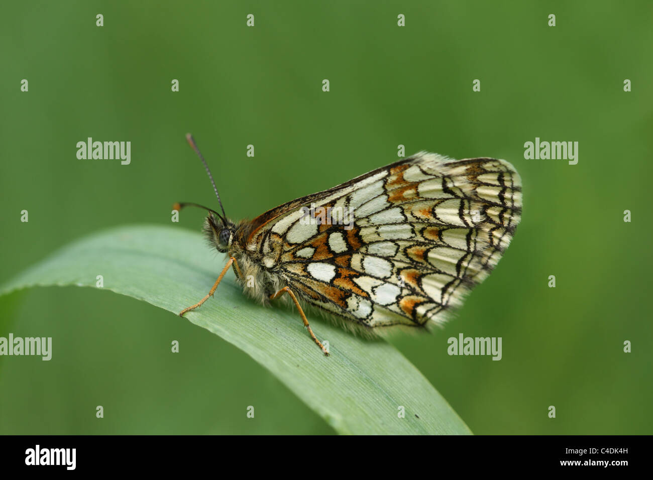 heath fritillary - a rare British butterfly Stock Photo - Alamy